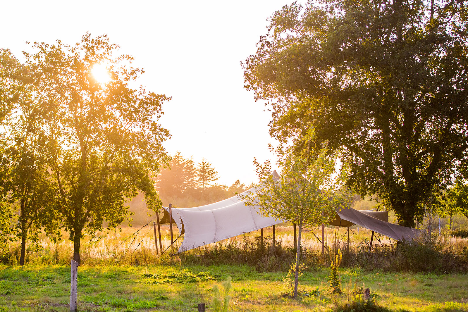 Een afscheid in de natuur op Maashorst toegelicht - Natuurbegraven ...